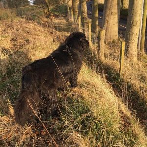 Pirnie Lodge Holiday Lets - Charming lodges near Falkirk